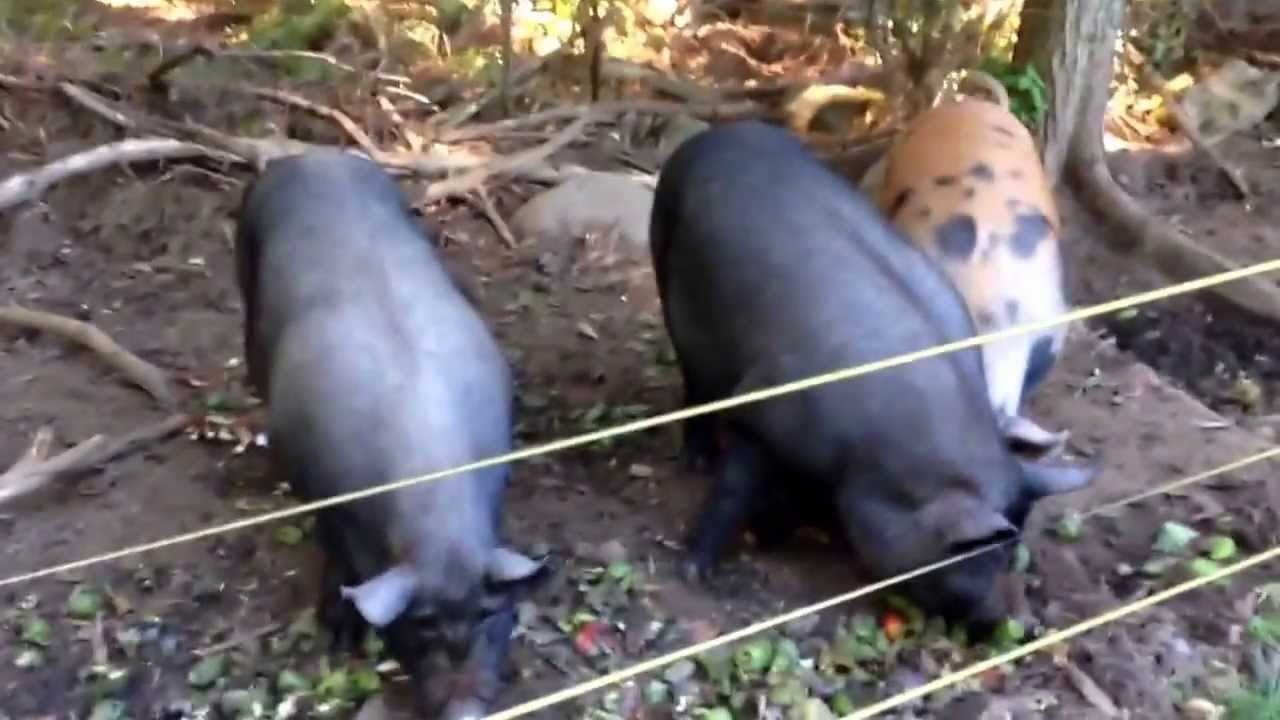 Organic 6 months pigs-MA farm - YouTube