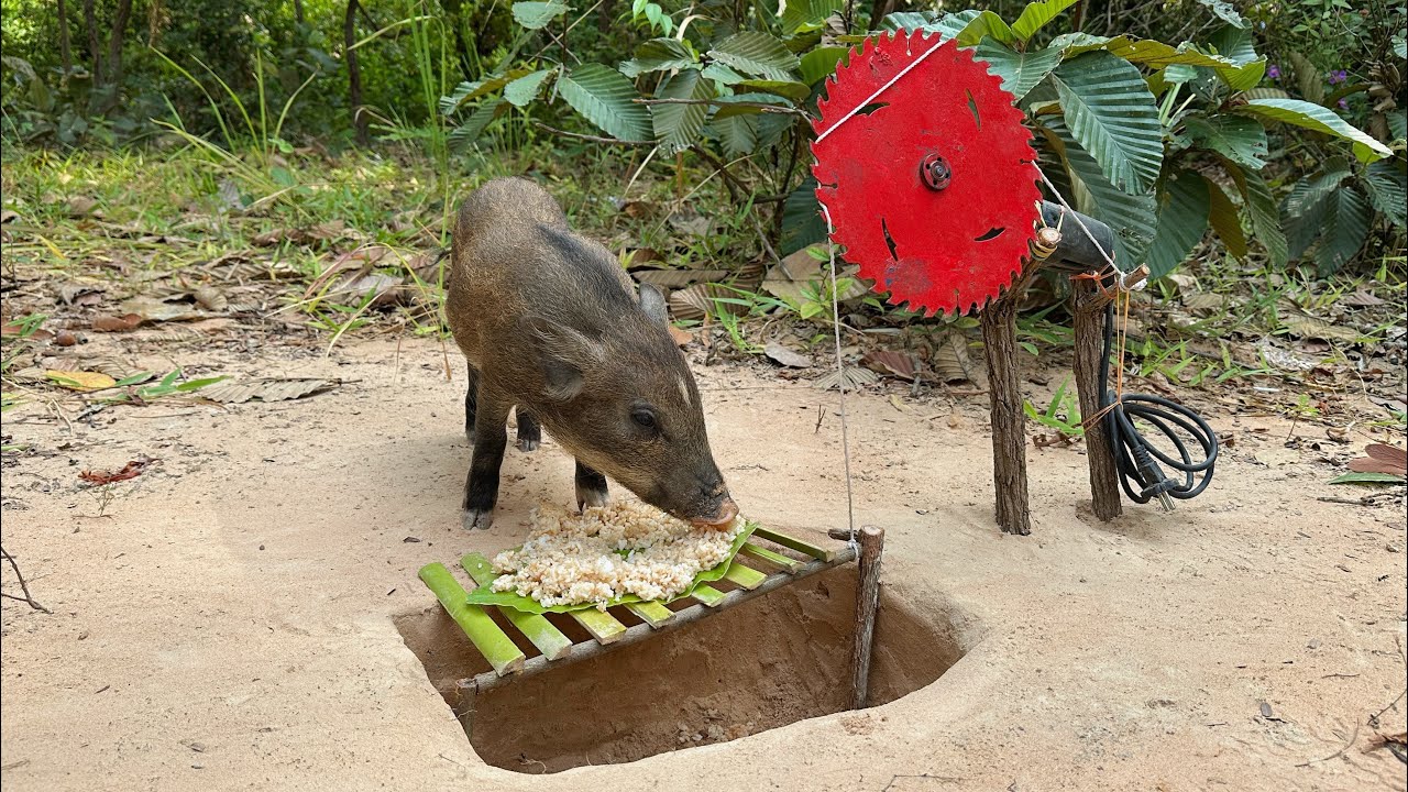 Build the Most Amazing Wild Pig House Make By Cutting Motor With Hole # ...