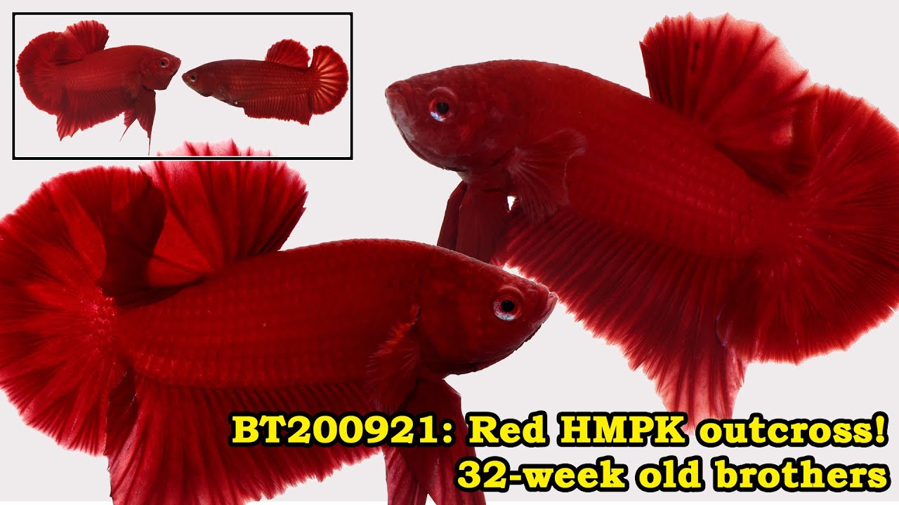 BT200921: 32-week old Red HMPK brothers! - YouTube