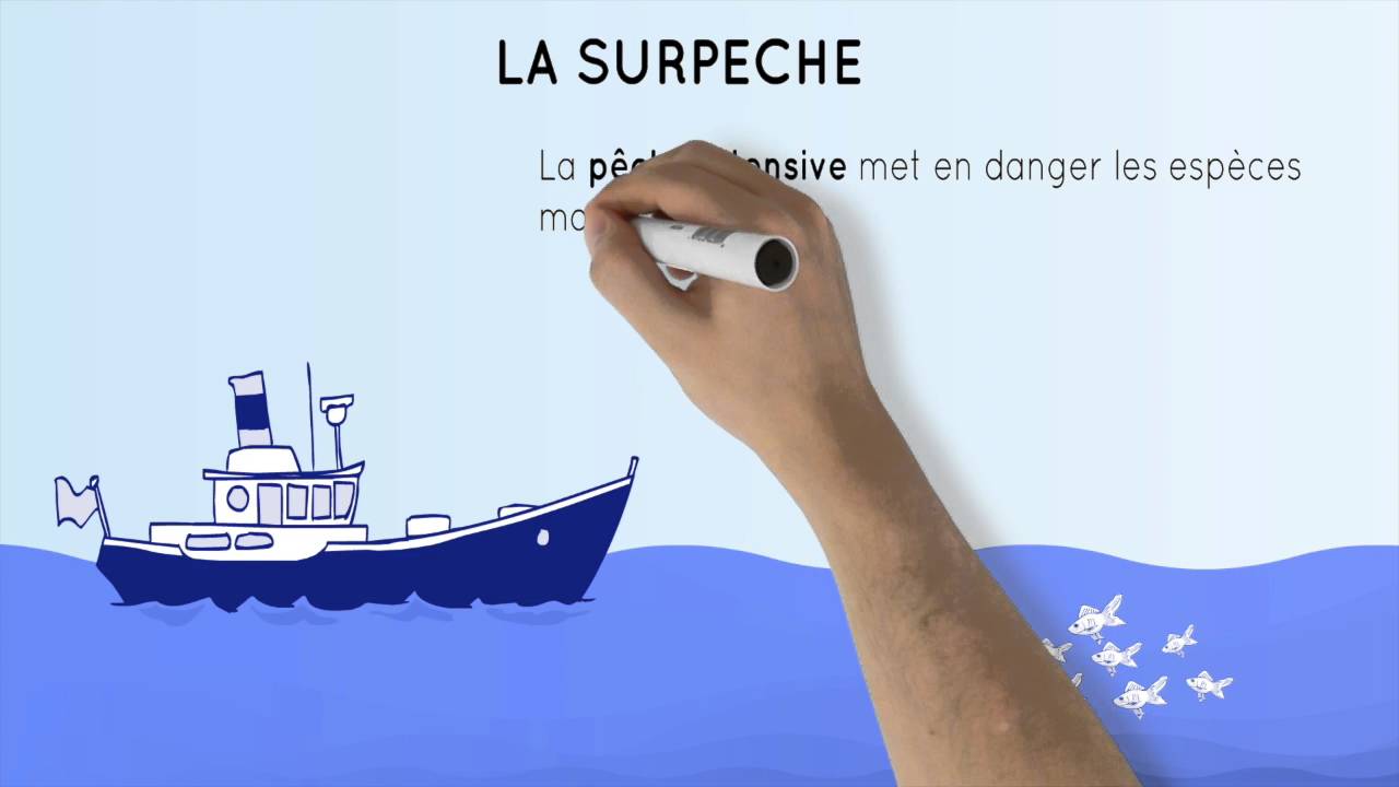 Objectif 14: Vie aquatique - YouTube