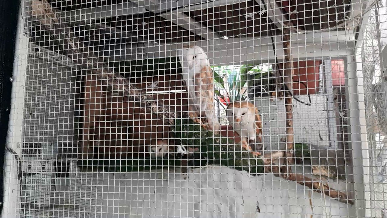 Barn owl dancing - YouTube