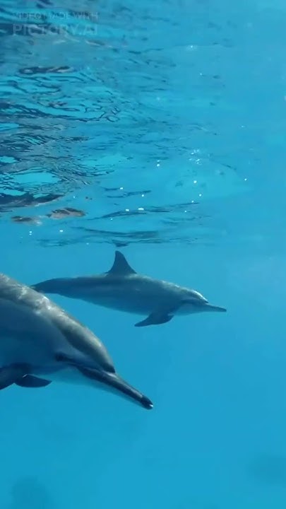 The Secret Language of Dolphins - YouTube