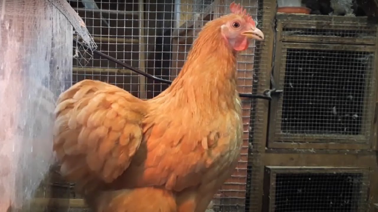 Pekin Bantam Chickens make wonderful pets - YouTube