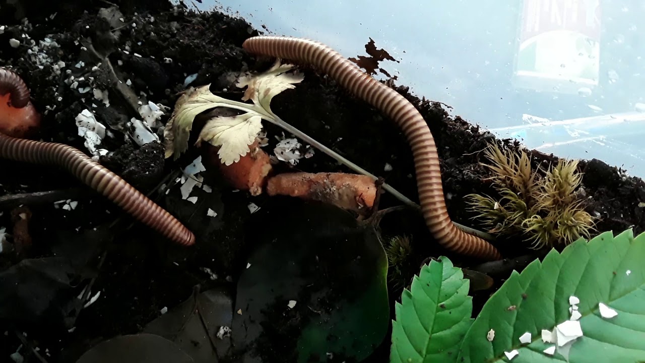 Dec 28th, 2019 Critter Update - YouTube