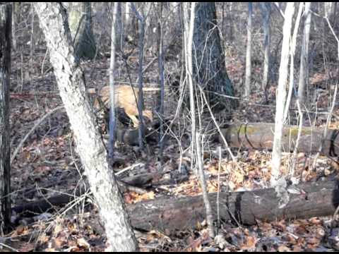 Redbone Coonhound hunting - YouTube
