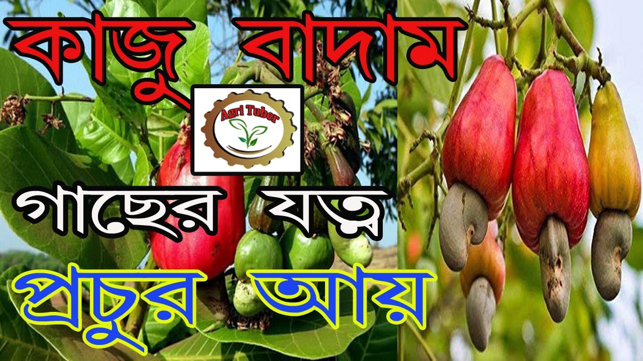 kaju badam|কাজু বাদাম|Cashew nut|kaju Gach|kaju chas - YouTube
