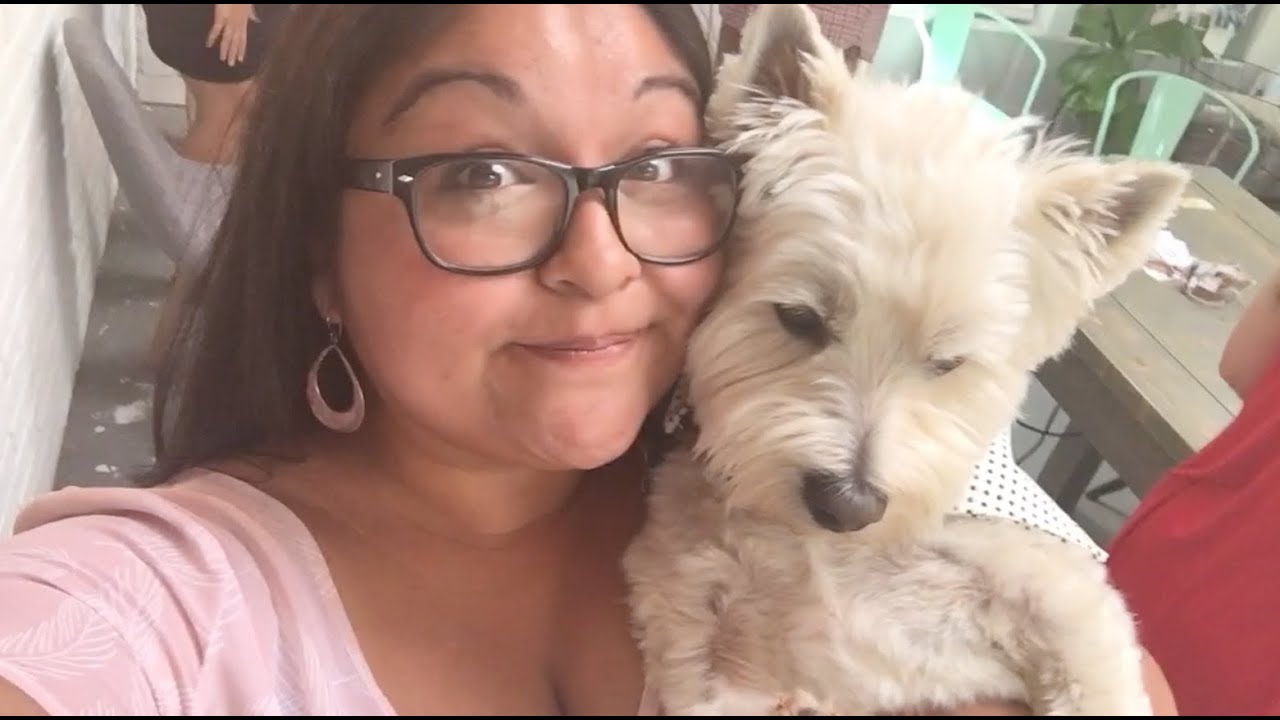 VLOG: How to NETWORK... with a dog! - YouTube
