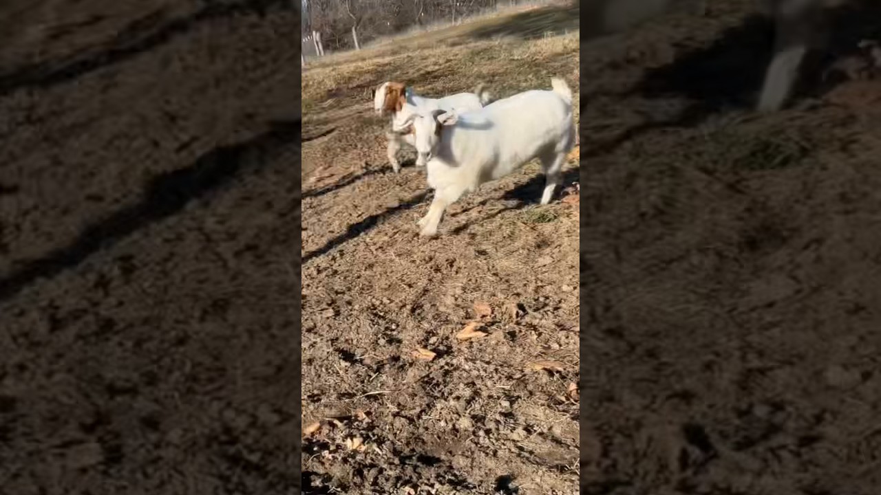 My goats being goats - YouTube
