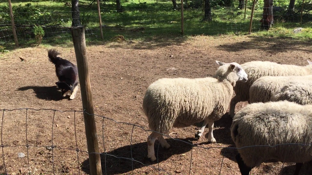 Angry sheep. - YouTube