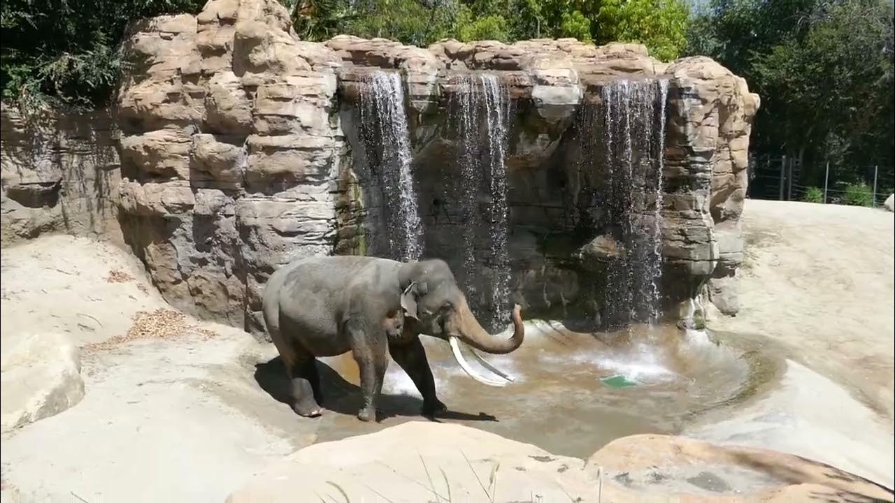 Elephant Billy Waterfalls LA Zoo Los Angeles California USA August 31 ...