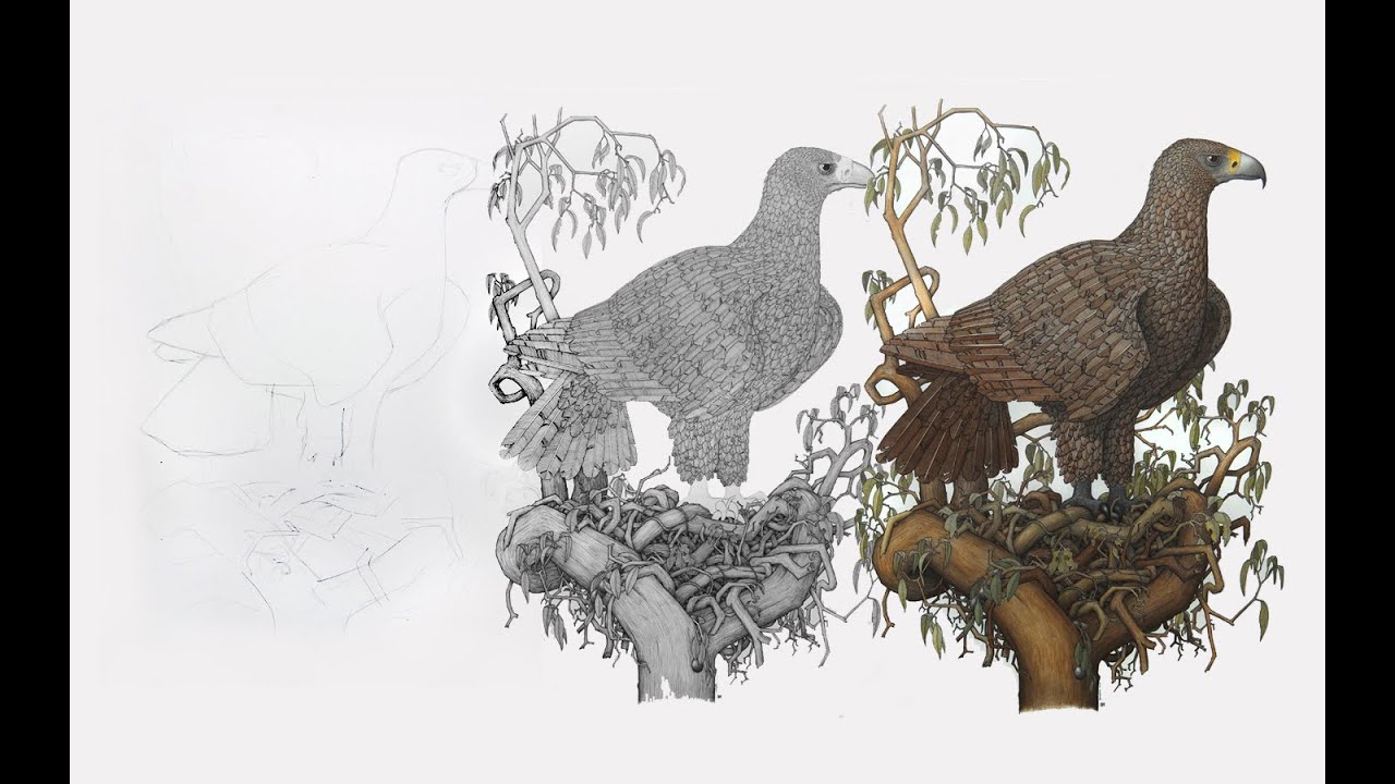 'Wedge Tailed Eagle with Nest' - Angus Fisher (TIME LAPSE DRAWING ...