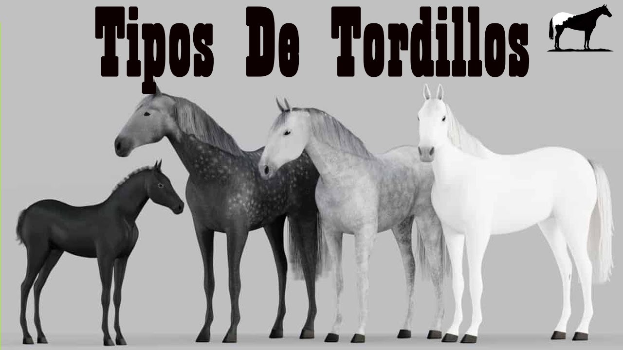 Caballos Tordillos ¿Por Que Se Vuelven Blancos? Erróneamente Llamados ...