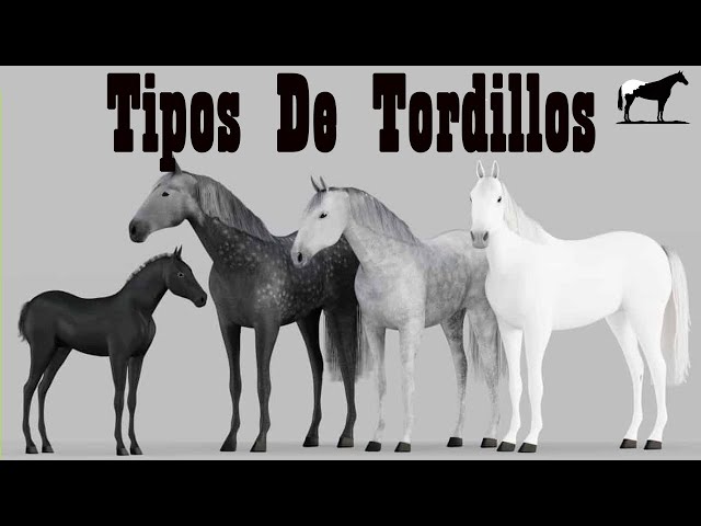 Caballos Tordillos