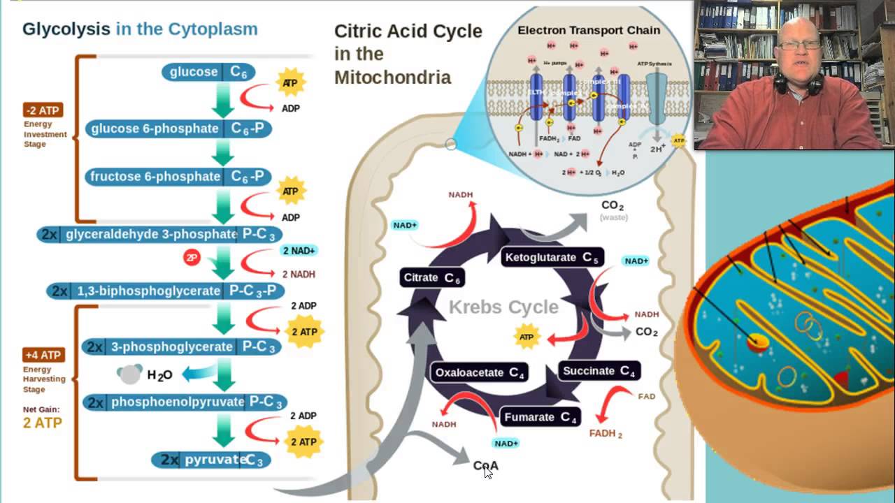 Celleånding - Oversikt - YouTube