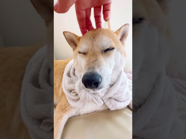 【柴犬 もみさん】風呂上り⑤ピーピー言ってる「#Shorts」 Shiba Inu Momisan and Pomeranian Babo ...