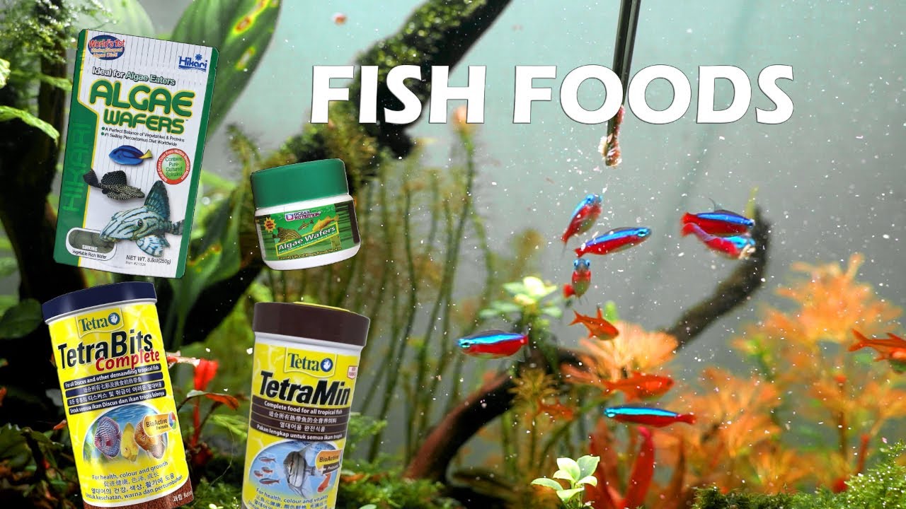 Types of Fish Foods (Fish always like it!) - YouTube