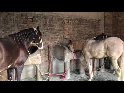 Shocking Powerful Stallion Breeding Scene 😱🔥 | Real Village Horse Mating Caught on Camera 🐎