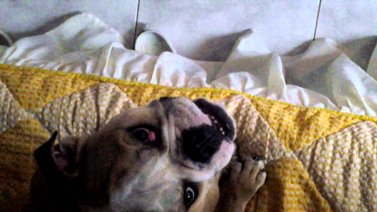 El perro lloron - YouTube