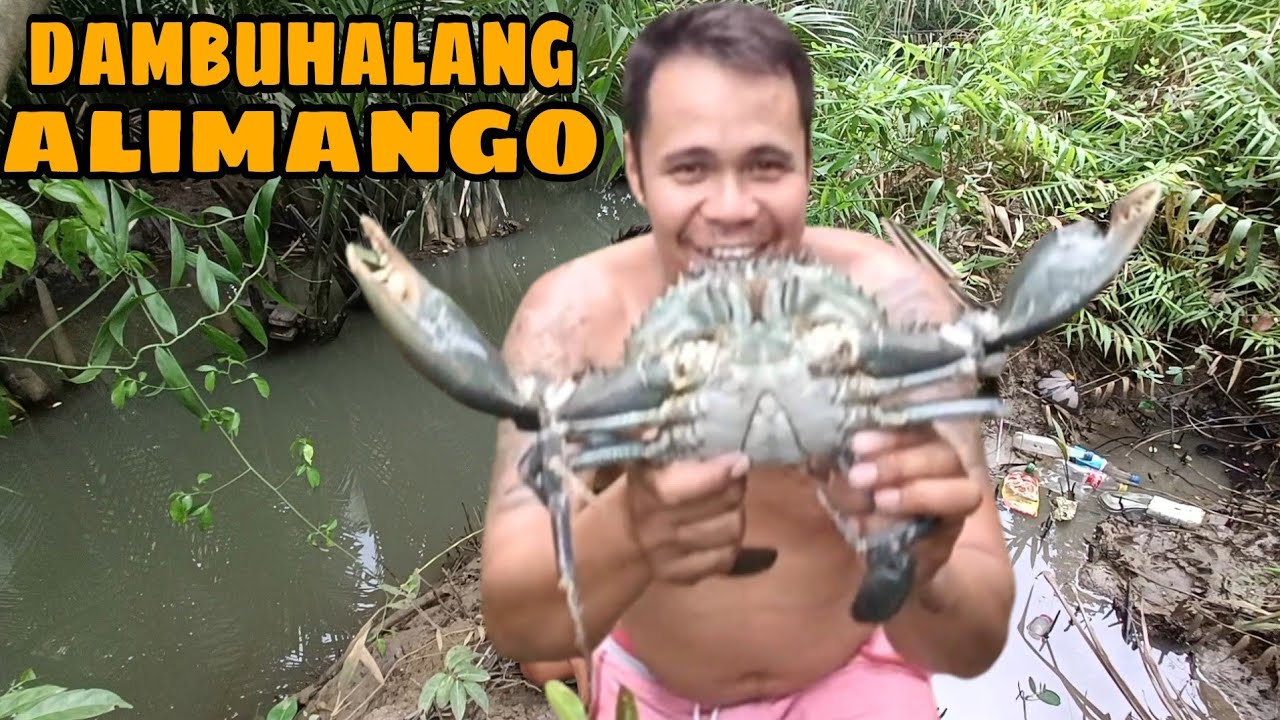 SOBRANG LAKI NG ALIMANGO NA HULI NAMIN SA ILOG GAMIT ANG CRAB TRAP ...