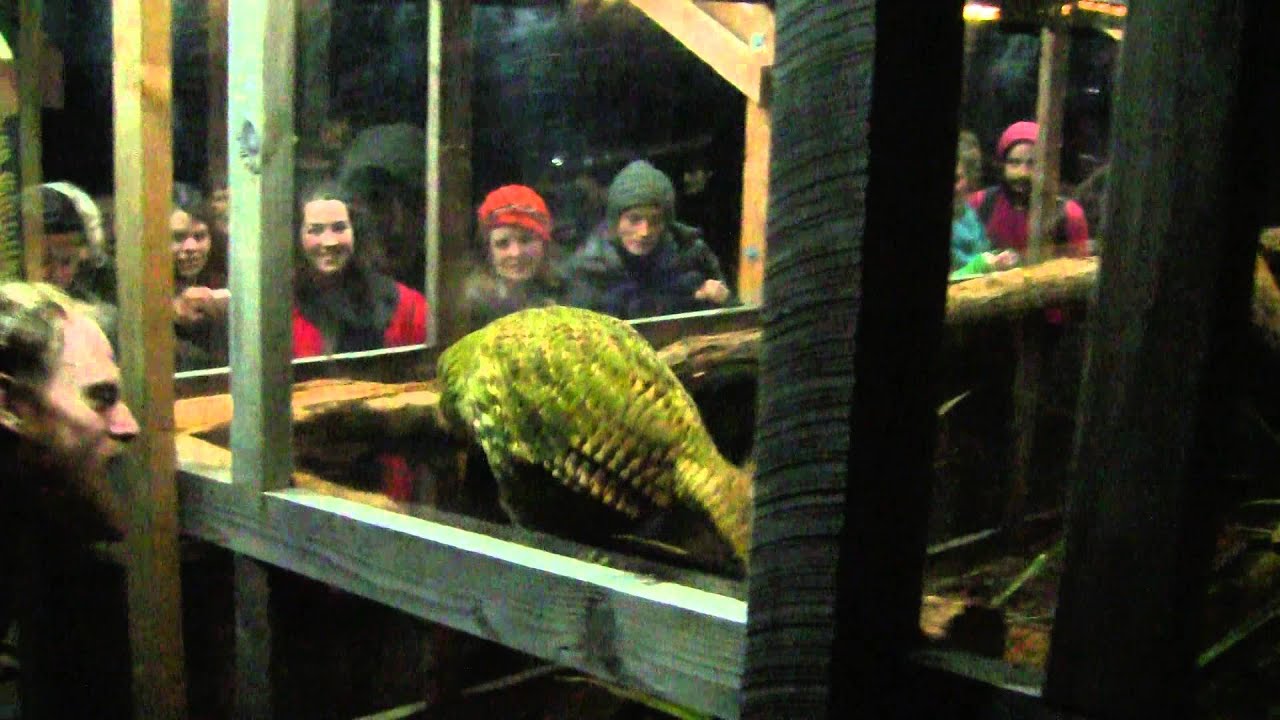 NZ meet the KAKAPO~1 - YouTube