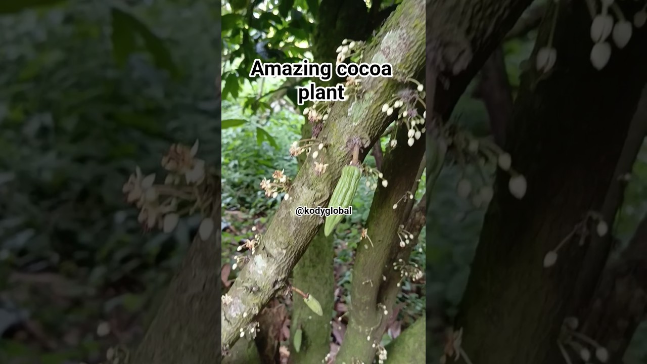 Amazing cocoa plant#cocoa #agriculture #kodyglobal #farming #cacao ...