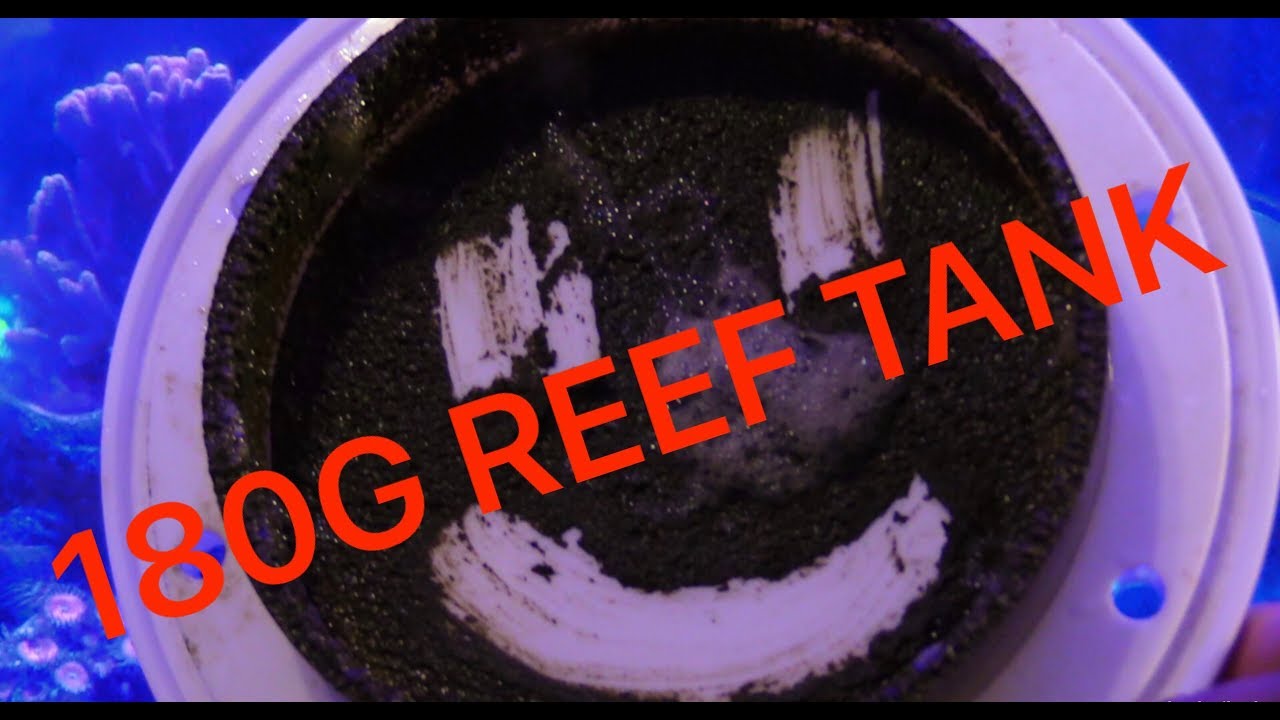 180G REEF SALTWATER T5 LED AQUARIUM | ALGAE TURF SCUBBER CORAL REEF ...