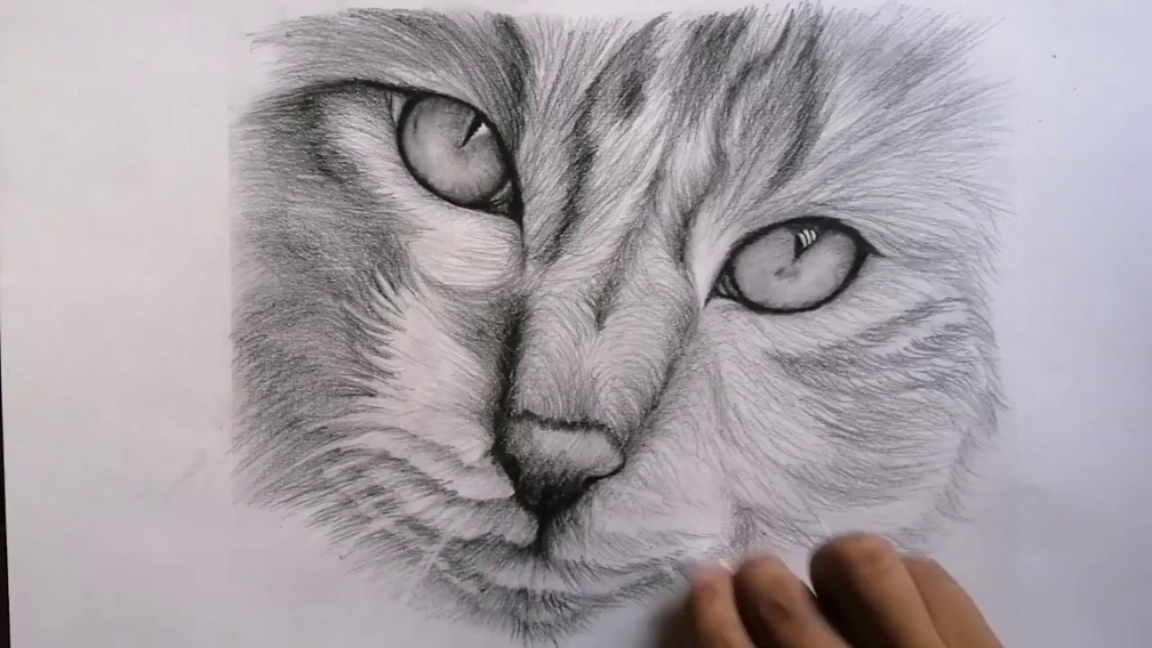 Como dibujar un Gato realista/Super Facil/Drawings Pencil/18/ - YouTube