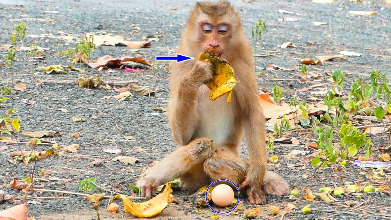 Monkey MOKA try to eats food herself very delicious - she has fast ...