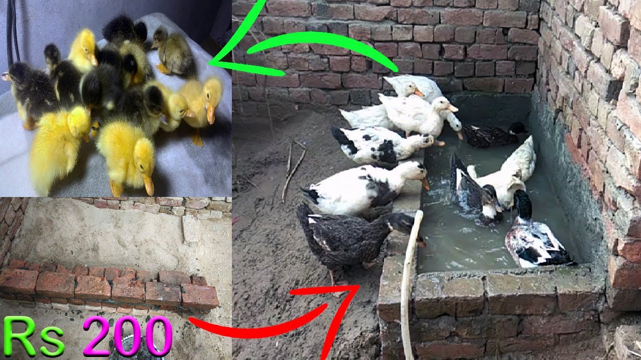 How to build a Ducks Pool | Building Swimming Pool for Ducks Cute Baby ...