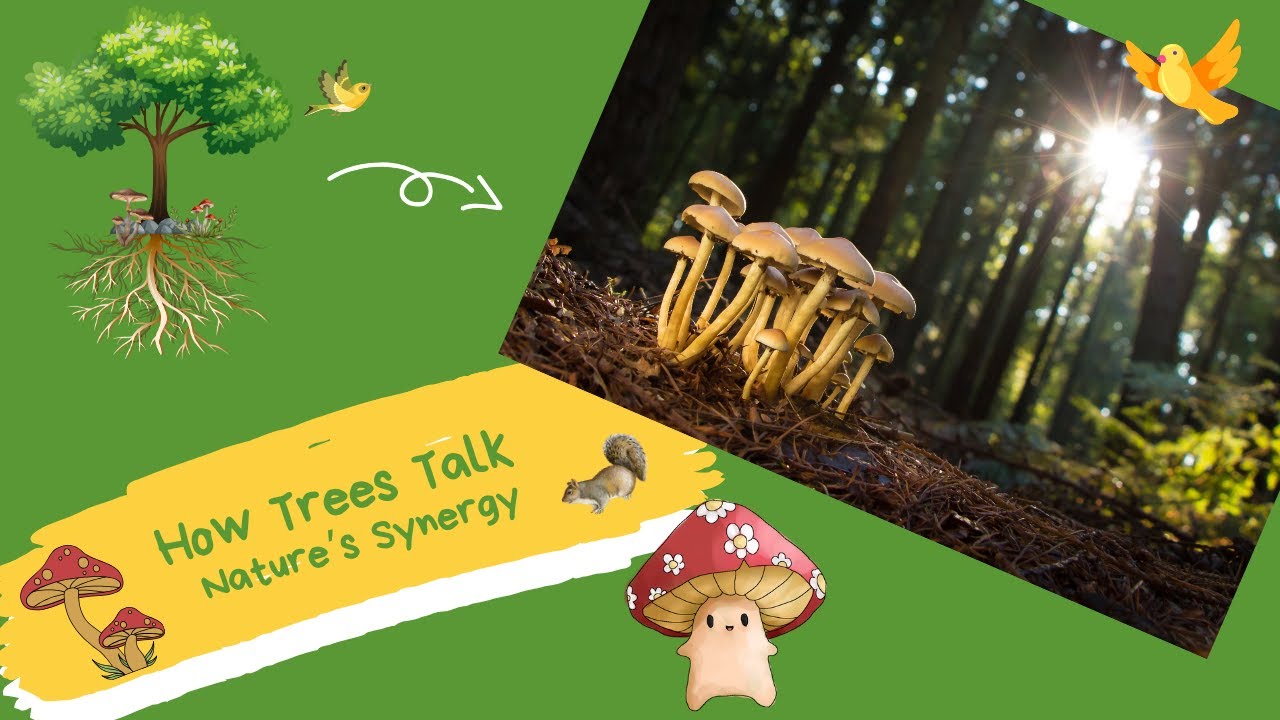 The Secret Language of Trees How They Talk - YouTube