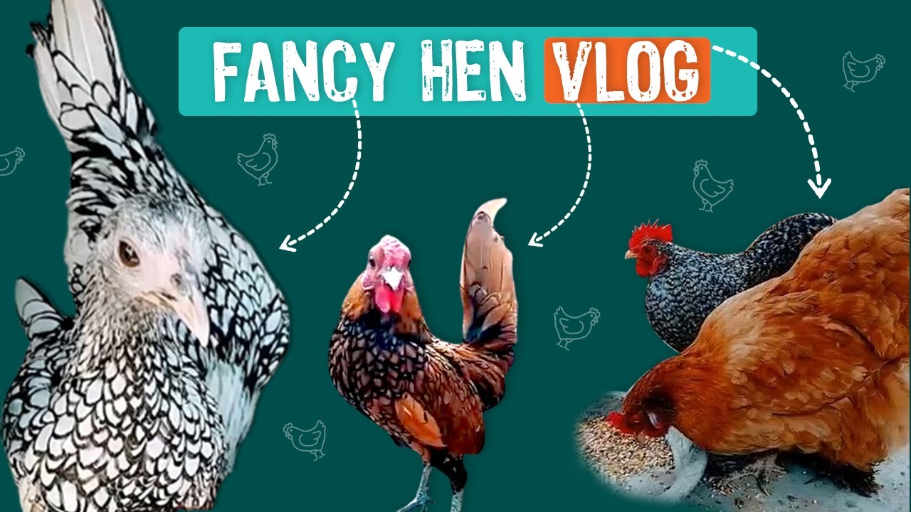 Fancy Hen Vlog - YouTube