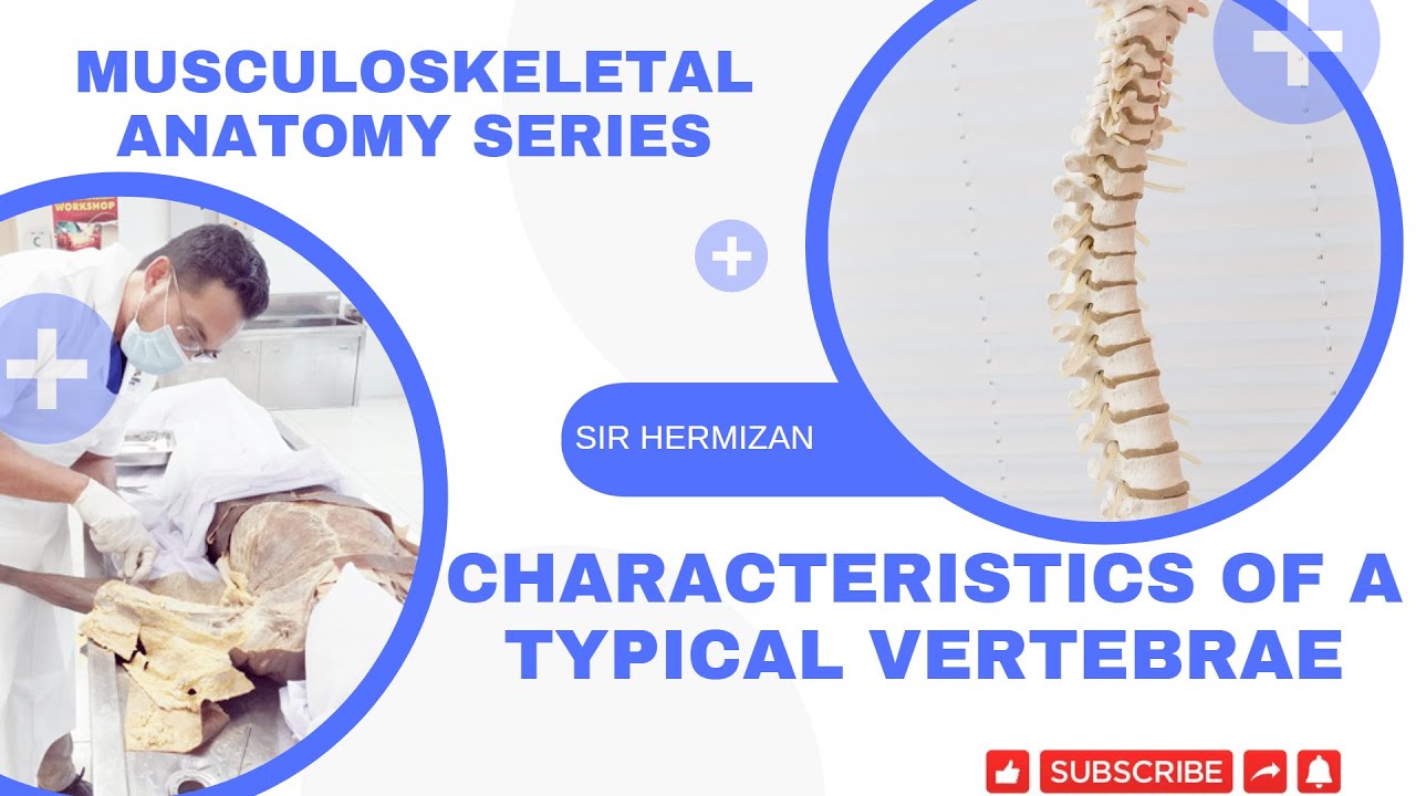Characteristics of a Typical Vertebrae #anatomy #musculoskeletal #spine ...