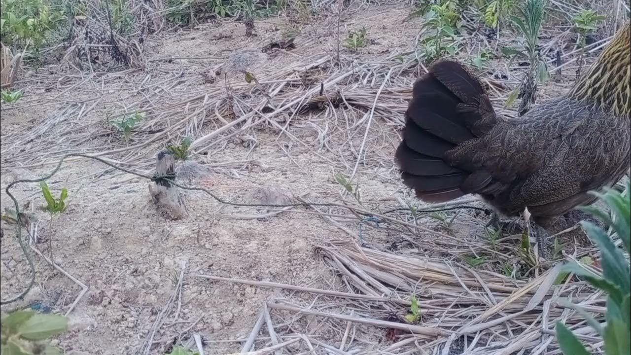 poj Qaib seev zoo 2024 - YouTube