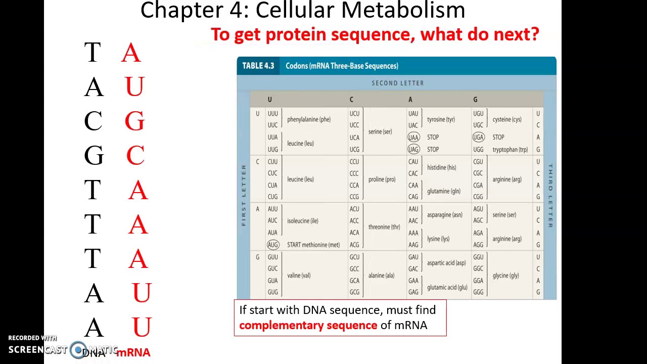 Chapter 4 Topics: Translation - YouTube