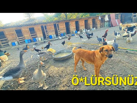 BU İŞİN SONUNDA Ö*LÜM VAR! KAZ TAVUK ÇİFTLİĞİNDEN GELEN GİZLİ TEHLİKE AMAN DİKKAT!!#gezentavuk