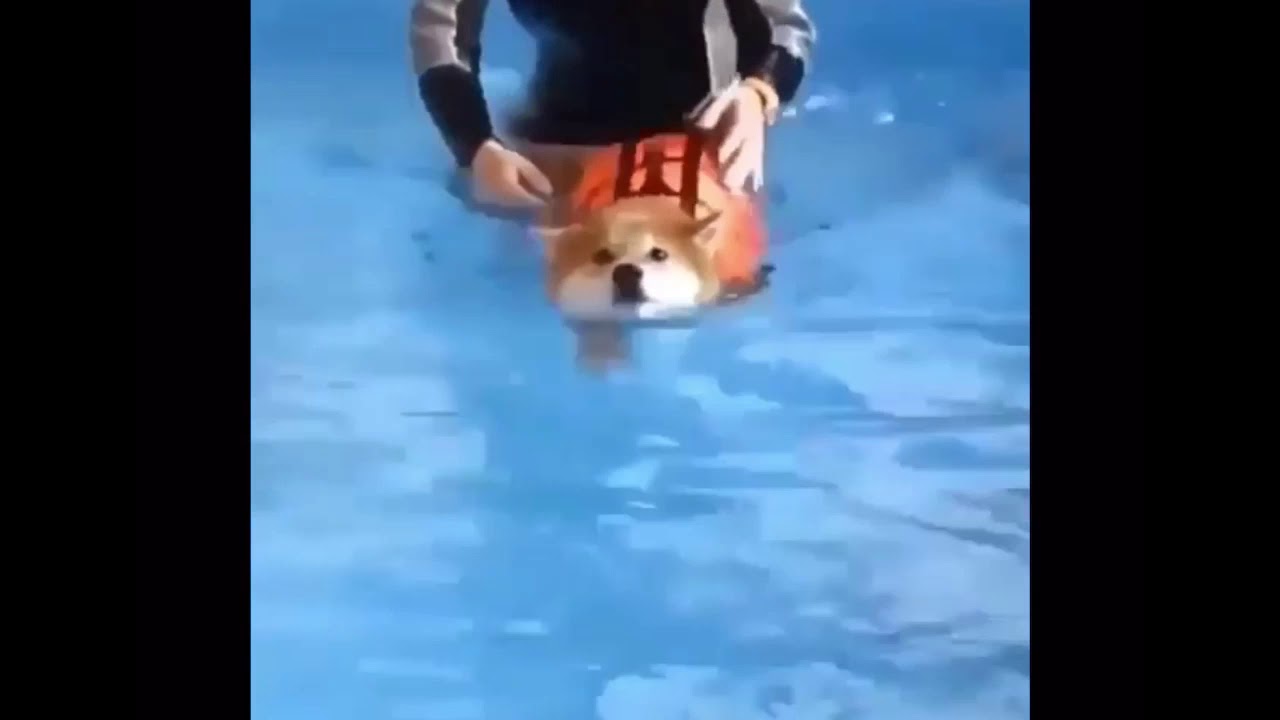 Shibe swim lessons - YouTube