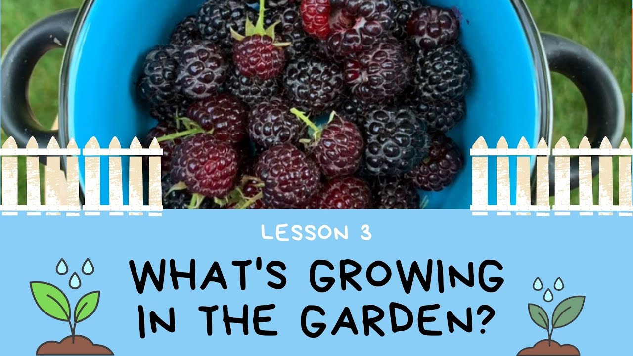 Lesson 3 - Garden Update - YouTube