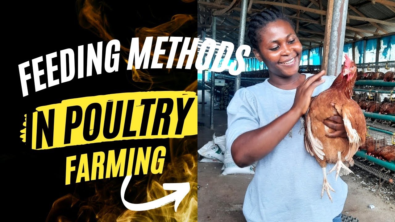 HOW TO FEED LAYER CHICKENS FOR MAXIMUM EGG PRODUCTION || Method of ...