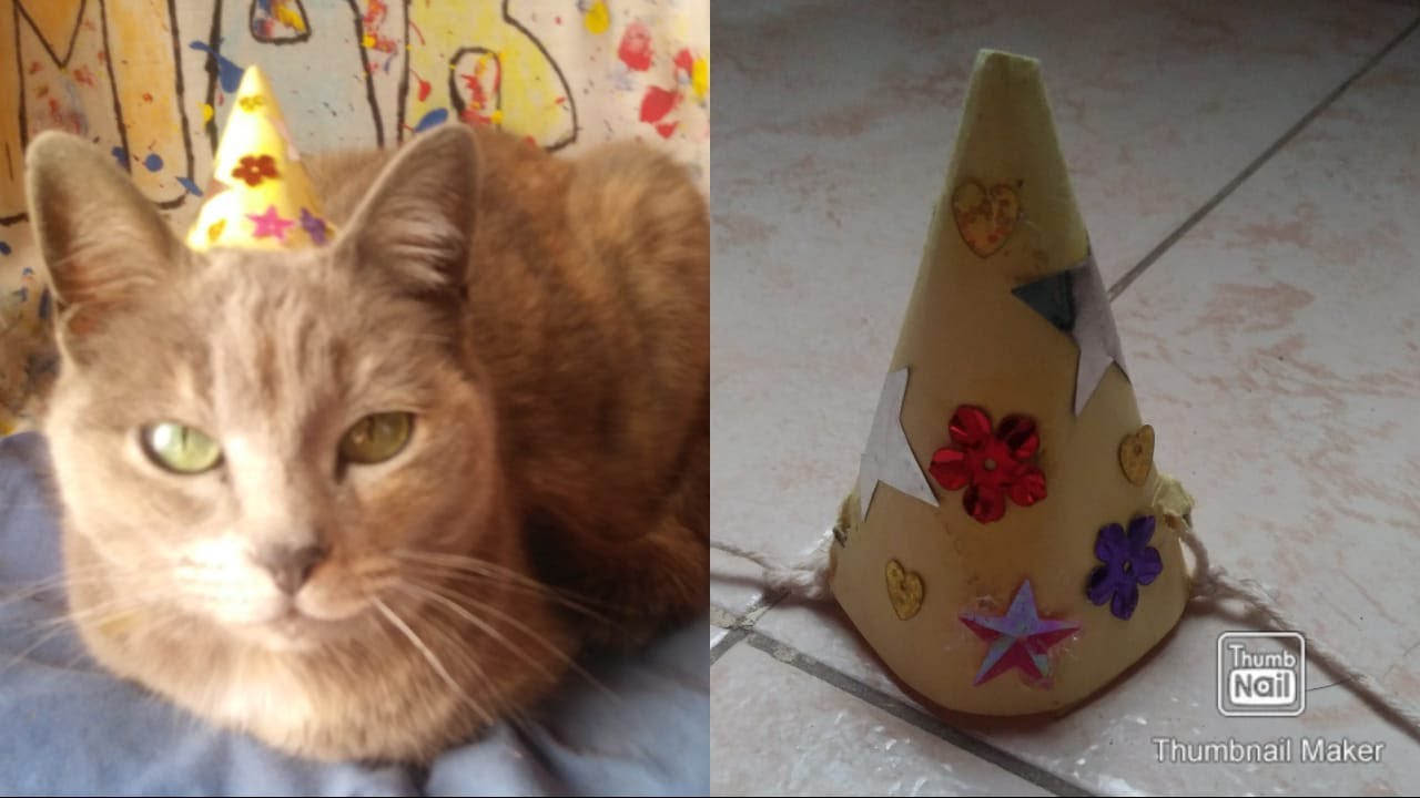 como hacer un gorro de cumpleaños para mascotas - YouTube