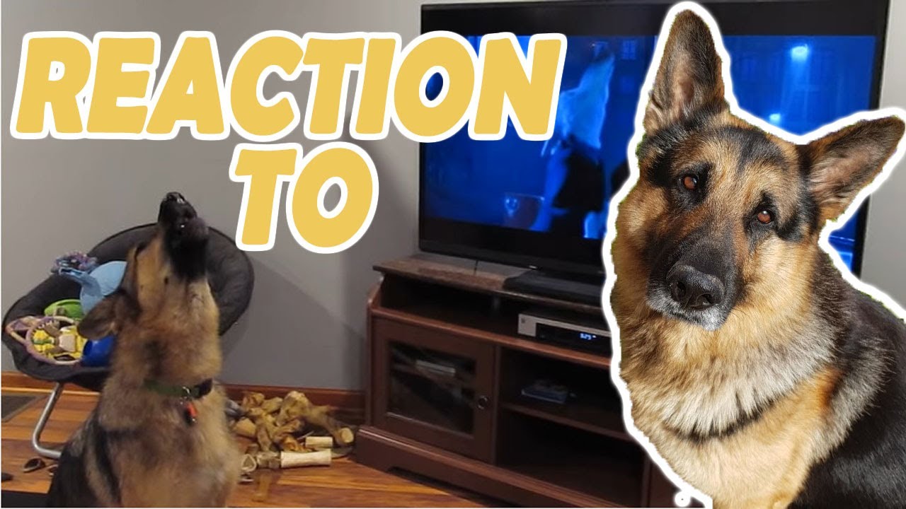 DOG REACTION - German shepherd howling with wolves from Zootopia♥ ...