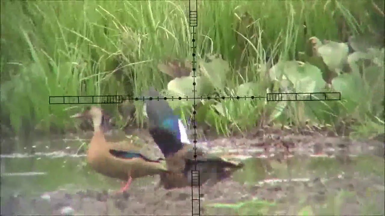 Duck Hunting With Pcp Air Rifle Scope cam Hunting Video By The ...