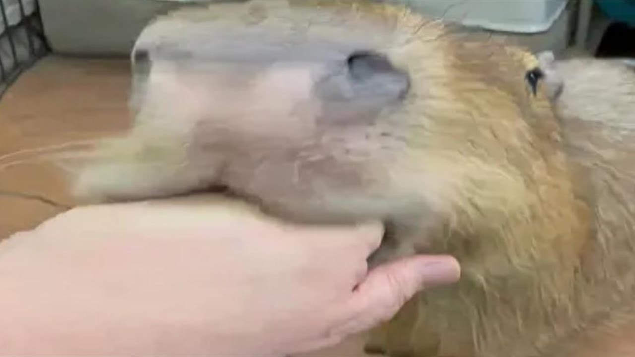 Top 5 Capybara - YouTube