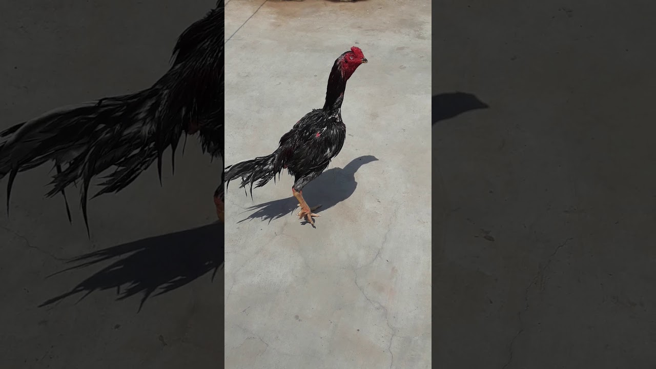 Sandai seval - YouTube