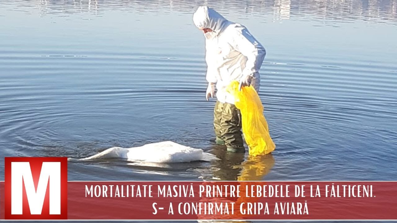 Mortalitate masivă printre lebedele de la Fălticeni. S-a confirmat ...