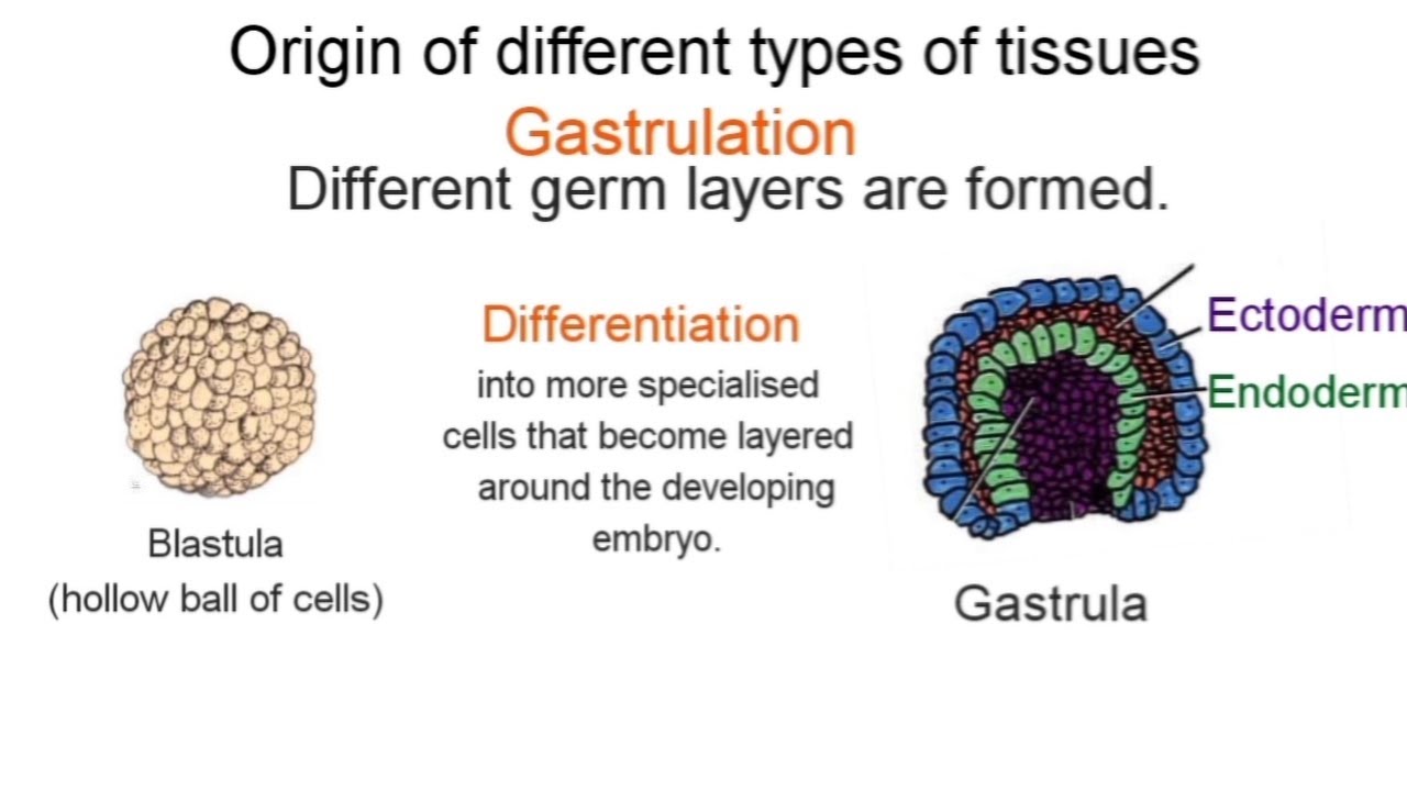 1. Biology for NEET- Structural Organisation in Animals- Animal Tissues ...