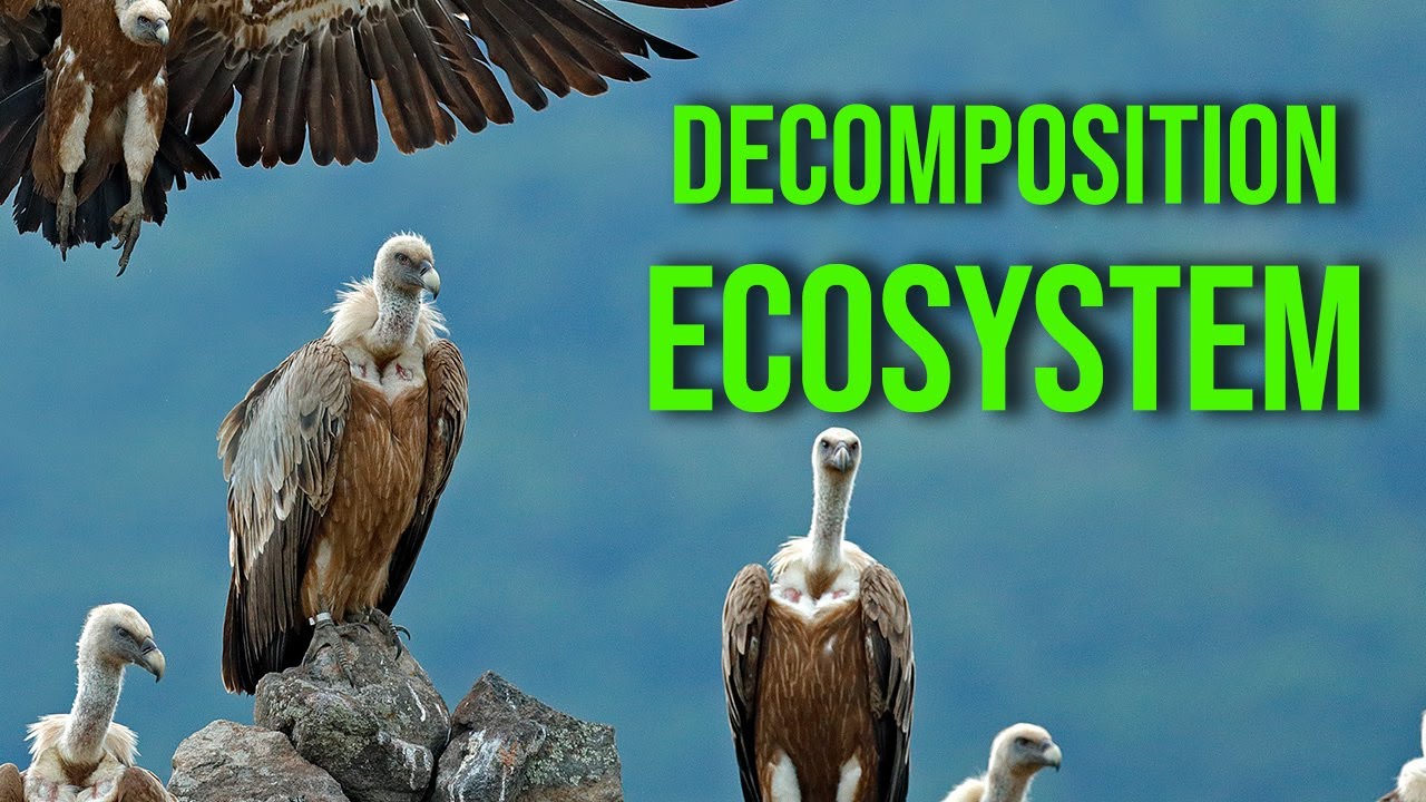 The Decomposition Ecosystem with forensic anthropologist and ...