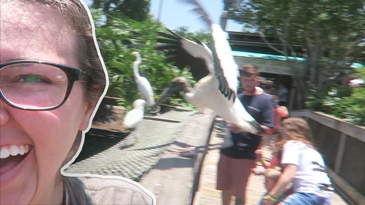 woman ATTACKED by bird at gatorland - YouTube