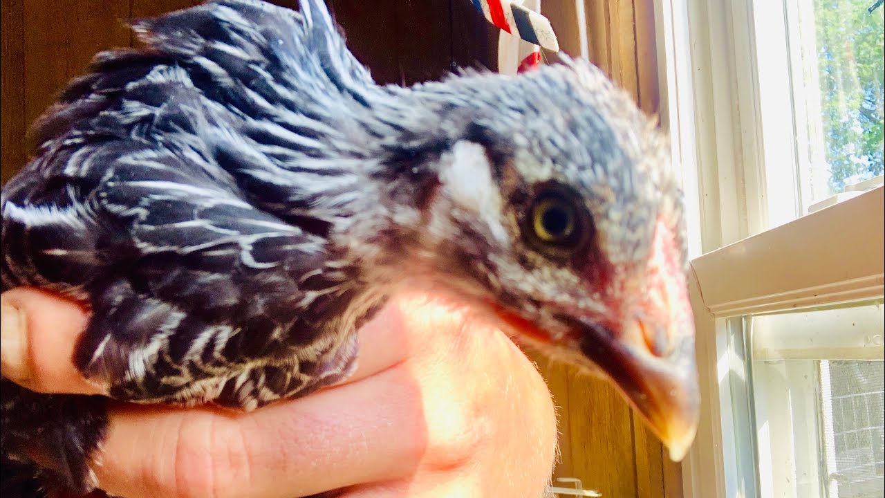 Moving Chicks OUTSIDE | We Almost Lost Them ALL - YouTube