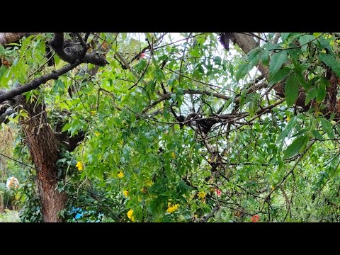 Saratha Official 786 is live! Happy Evening My Dear Friends 🫰🥰 ️☕🍫🍰 ️🤗 ...