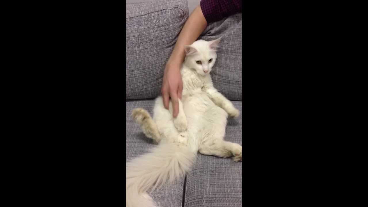 Jack off cat - YouTube